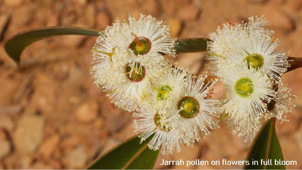 Australian Jarrah Pollen | Bee Pollen